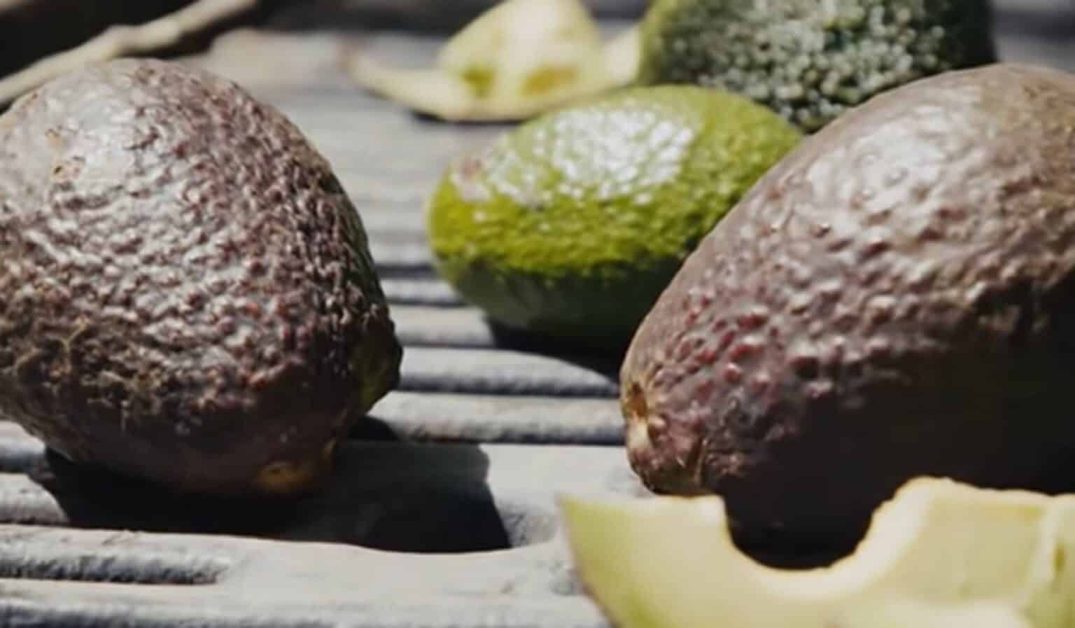 Mexican Vigilantes Defend Avocado Farms from Gang Violence | TIMCAST