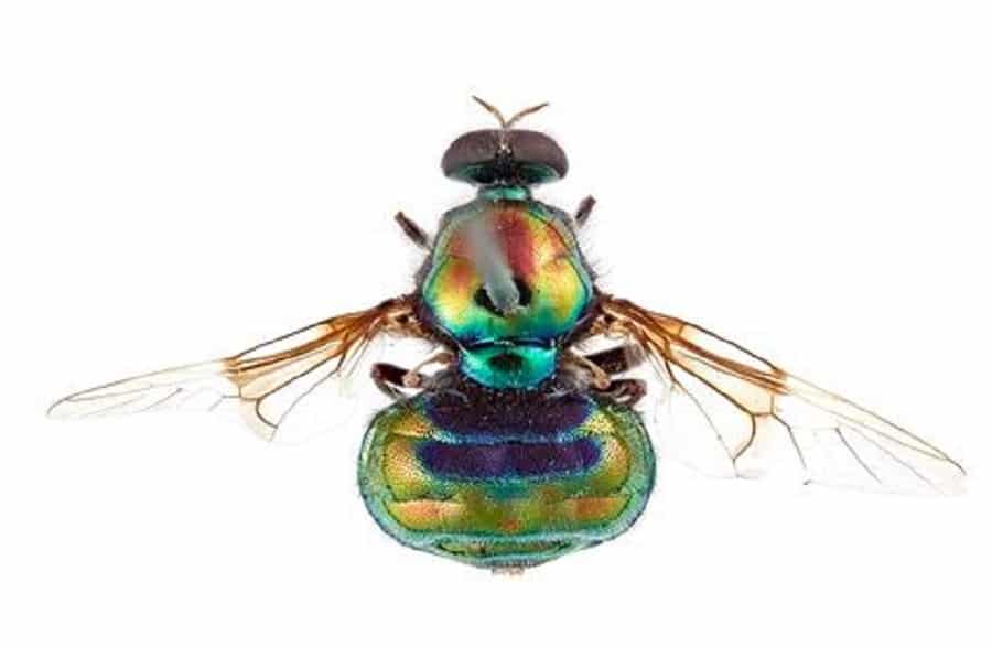 Newly Discovered Fly With ‘Rainbow Colors and Legs For Days’ Named ...