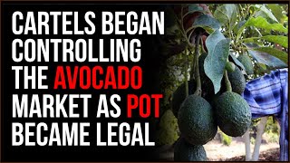 Mexican Cartels Switched To AVOCADOS When Pot Became Legal In The US ...