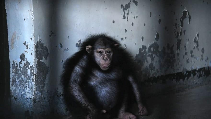 Chimp Killed by The First Apes She Met After Being Raised in Captivity ...