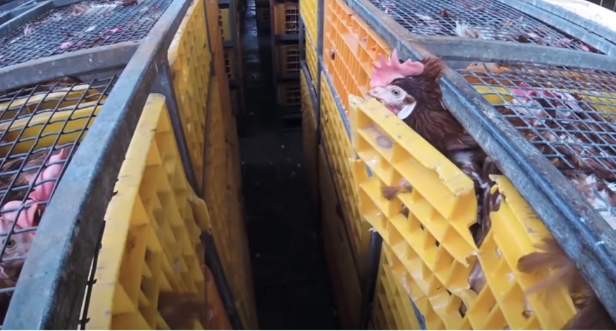 First Human Case of Bird Flu Strain Detected in US | TIMCAST