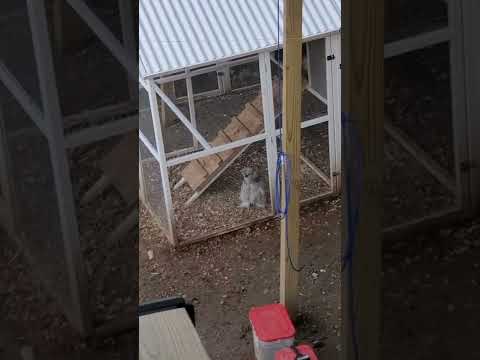 Our Silkie Rooster Is Learning How To Crow! | TIMCAST