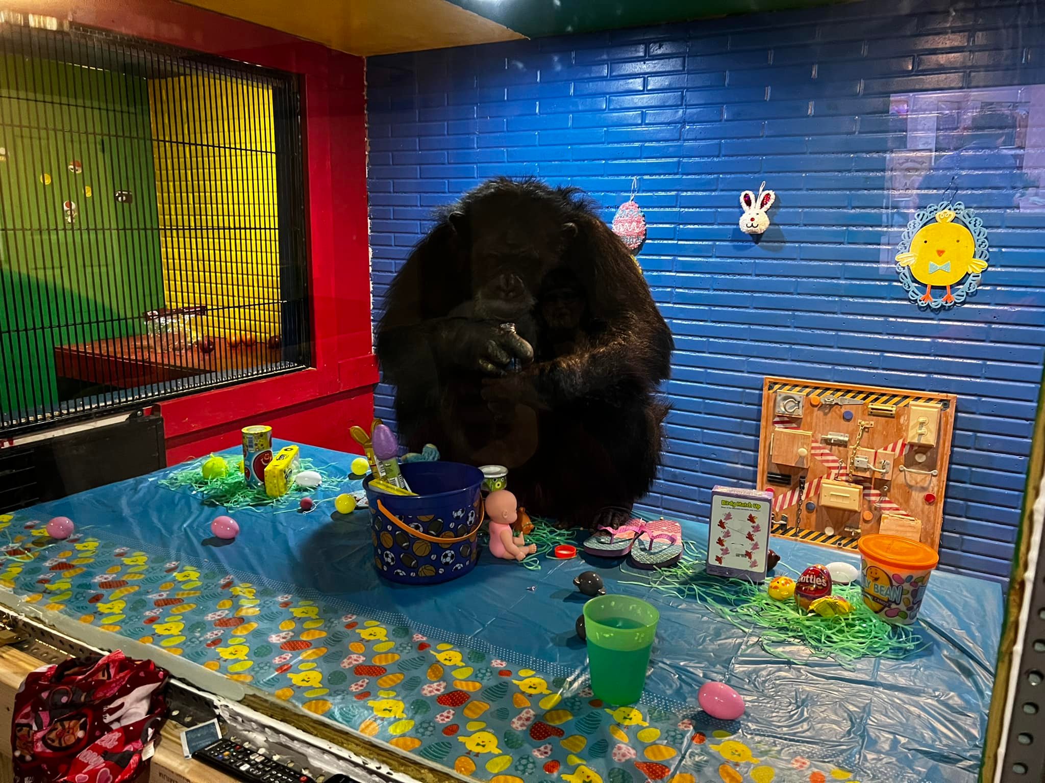 Trophy Hunting Tonka: One Woman’s Crusade to Protect a Beloved Chimp ...